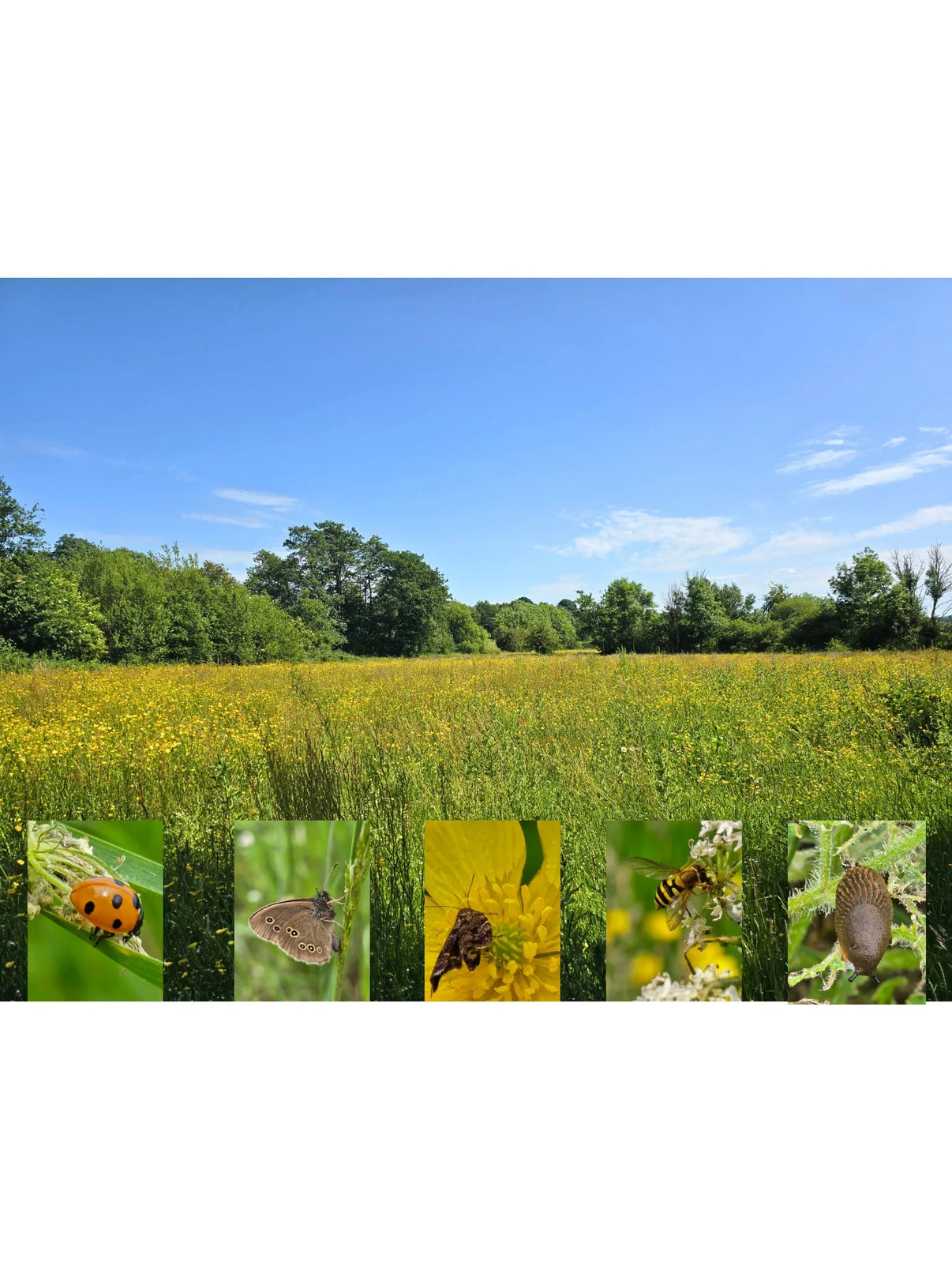 Organic & Vegan Wine Natural Flavors, Ethical Sips – www ...